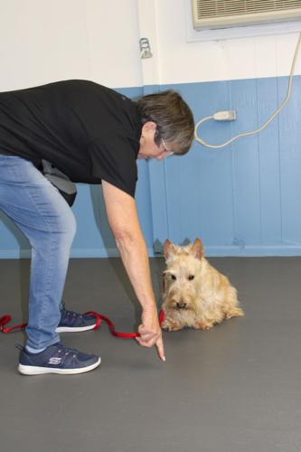 Heartland Dog Club digs its paws into new home | Highlands Sun ...