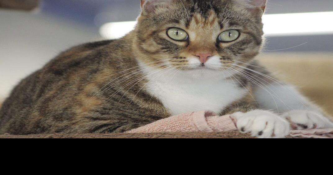 Your Humane Society SPCA | Sumter County Shopper | midfloridanewspapers.com