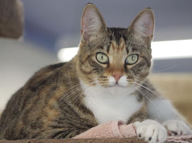 Your Humane Society SPCA | Sumter County Shopper | midfloridanewspapers.com