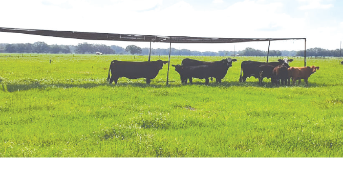 UF scientist receives federal grant to reduce heat stress in cattle ...