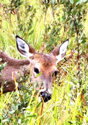 White-tailed deer of Florida and the Highlands | Opinions ...