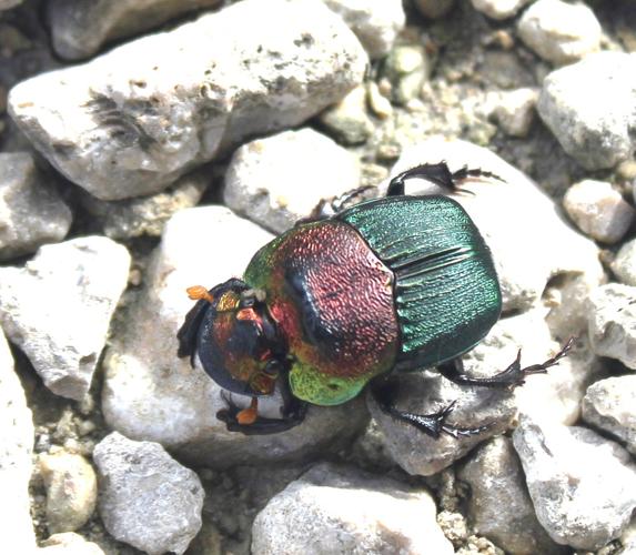 At the end of the Rainbow (scarab) is a bit of poo | Highlands Homes ...