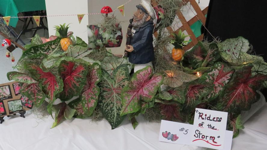 Caladium Floral Contest produces 10 entries | Highlands Sun ...