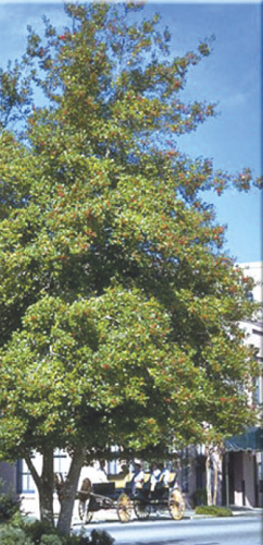 Deck the halls with Florida holly trees | Sumter County Shopper ...