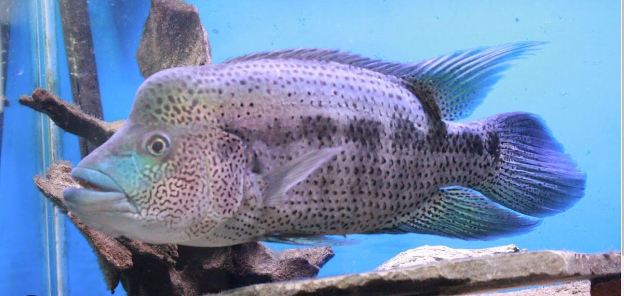 Wolf cichlid known as "meanest fish" for an aquarium | Local ...