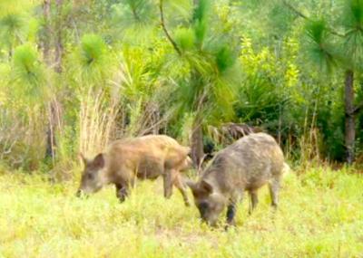 Southwest water district opening hog hunts | Highlands News-Sun ...