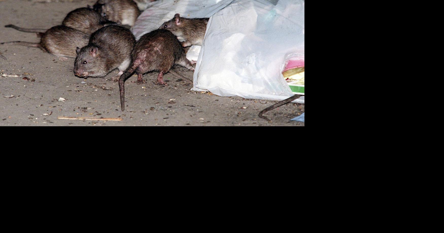 How to get rid of NYC rats without brutality? Birth control is one idea ...