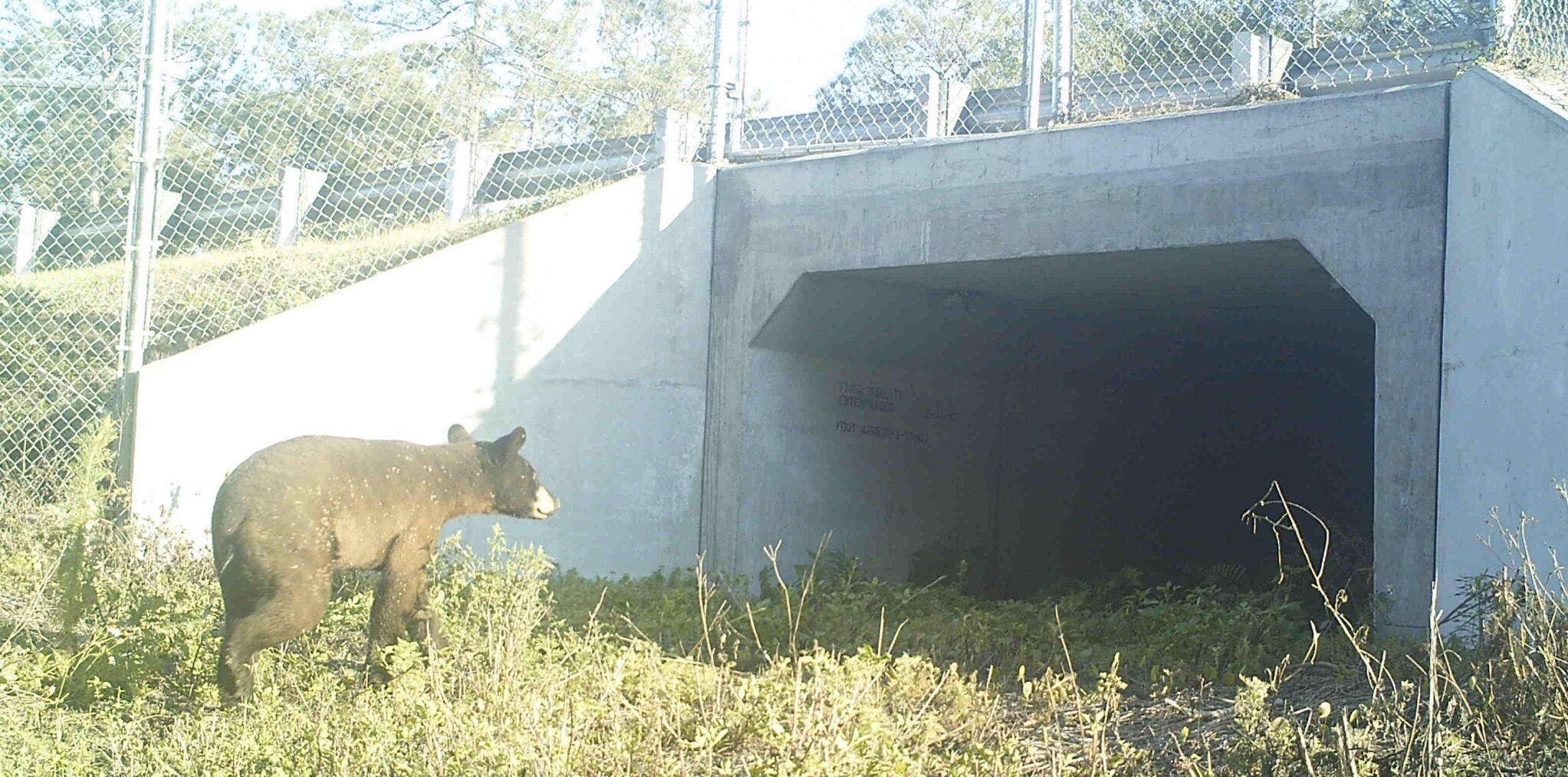 FDOT to build wildlife crossing in Venus | Highlands News-Sun ...