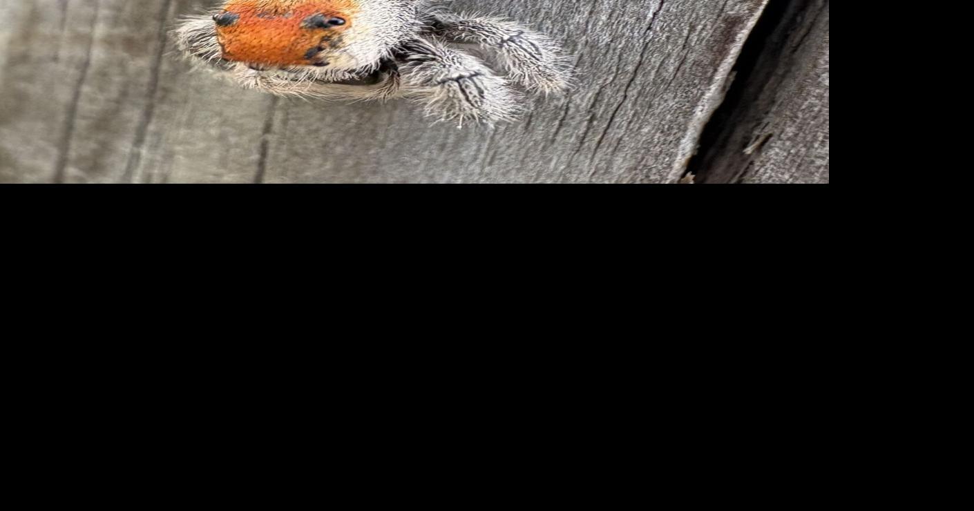 Regaling you those amazing jumpers | Around Town | midfloridanewspapers.com