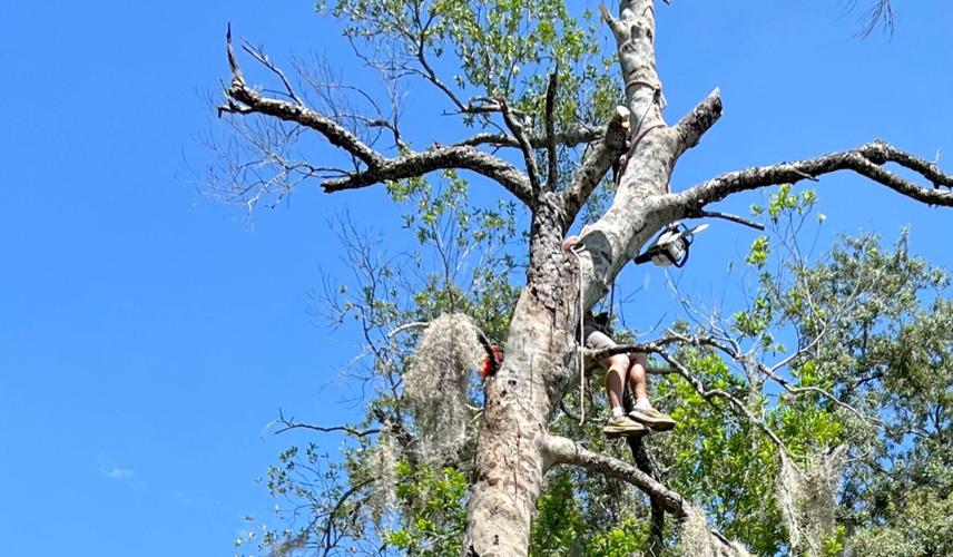 Man in heat stress helped down from a tree | Highlands News-Sun ...