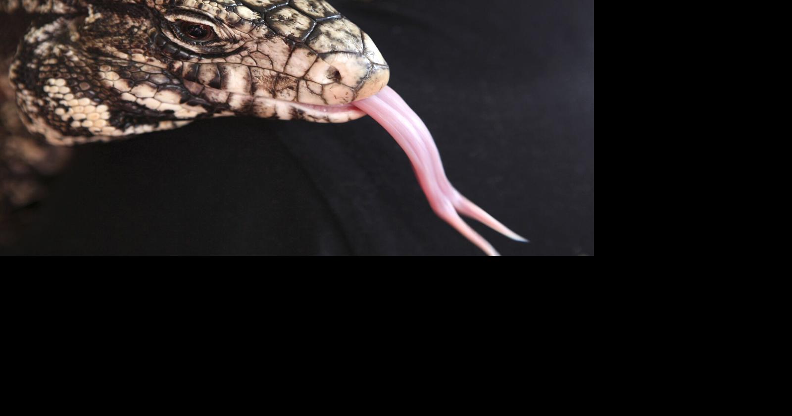 Wildlife officials need help catching invasive tegu lizards | Highlands ...