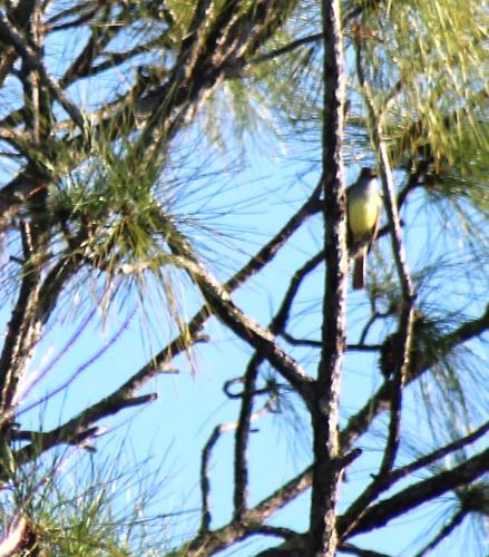 Great crested flycatchers | Highlands News-Sun | midfloridanewspapers.com