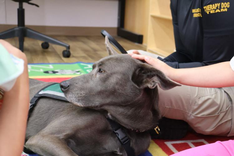 ‘Reading Buddies with Therapy Dogs’ helps kids read more | Highlands ...