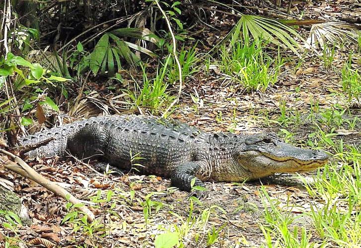 Nesting season is heating up for American alligators | Highlands Homes ...