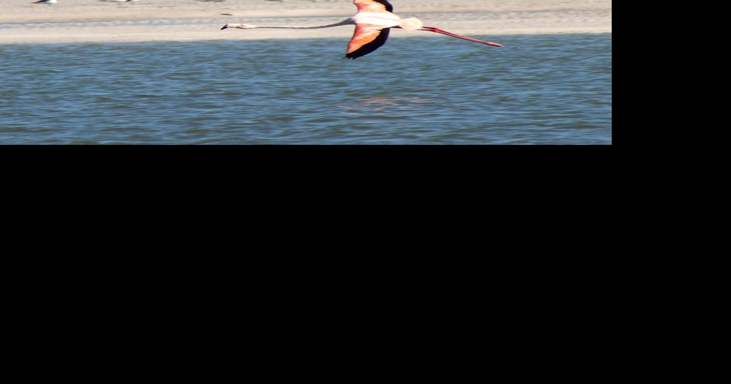 Those fanciful "Florida" flamingos | Highlands Homes ...