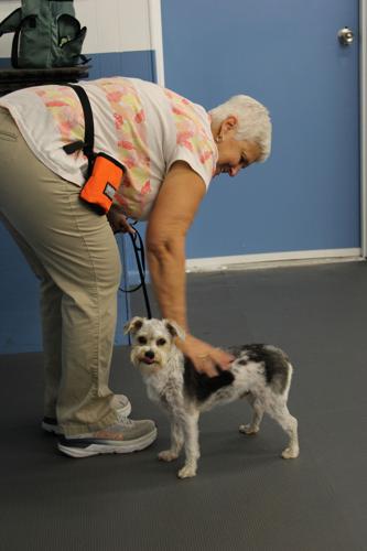 Heartland Dog Club digs its paws into new home | Highlands Sun ...