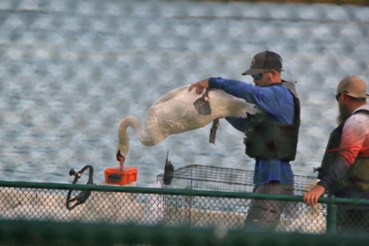 Wings in a flurry at Swan Round-Up | Photo Gallery ...