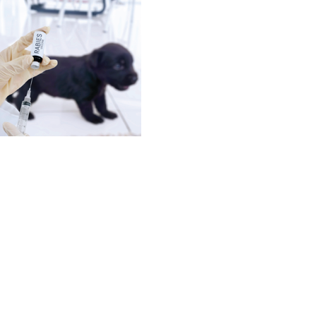 Rabies reminder | Local | midfloridanewspapers.com