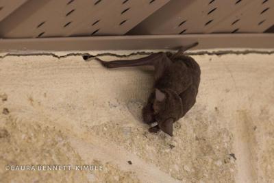 How to support your neighborhood bats | Community | midfloridanewspapers.com