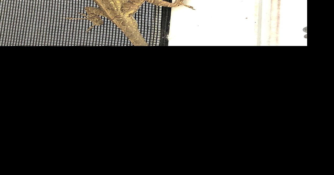 Cuban brown anoles are abundant and active | Highlands News-Sun ...