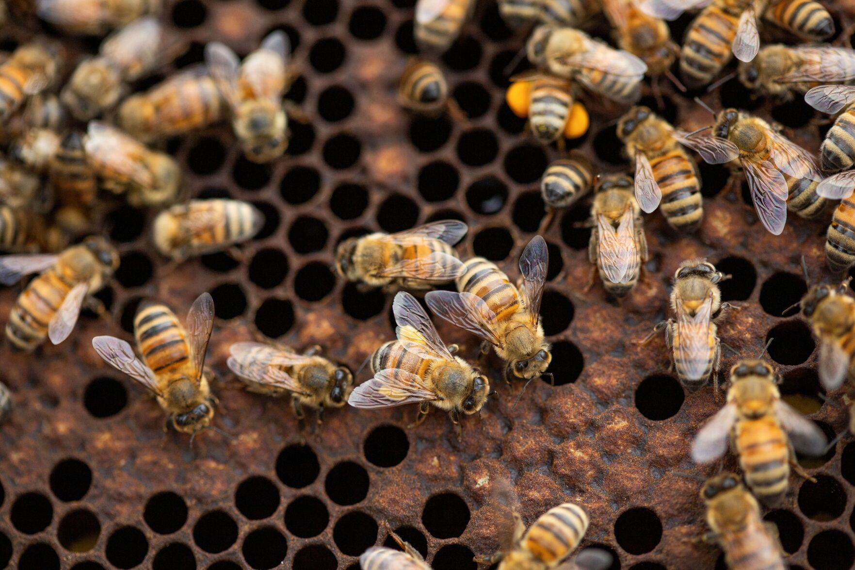 Using research to change regulation: Honey bee research impacts EPA ...