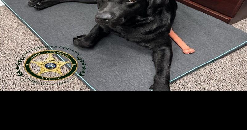 Okeechobee County Sheriff’s Office welcomes Therapy K9 Angel to the ...