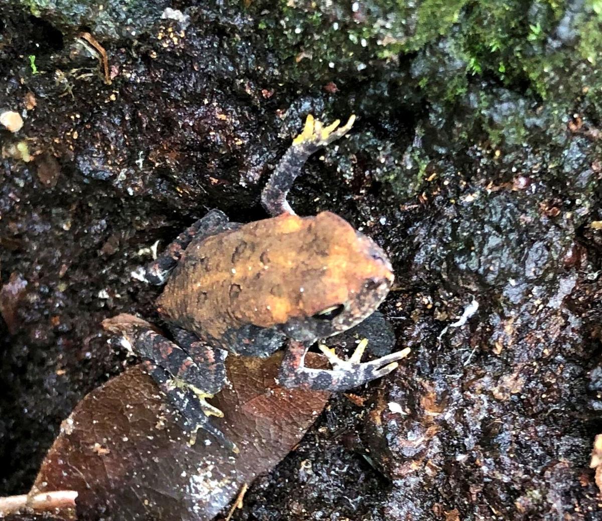 The cry of the oak toad | Highlands Homes | midfloridanewspapers.com