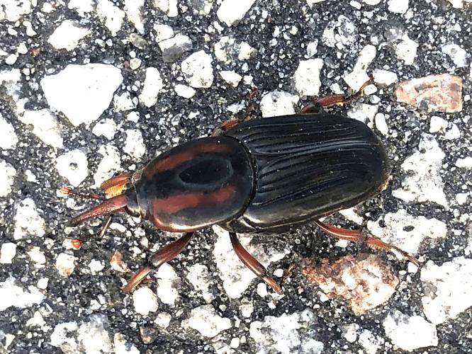 Will you look at that weevil! | Highlands News-Sun ...