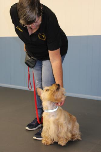 Heartland Dog Club digs its paws into new home | Highlands Sun ...