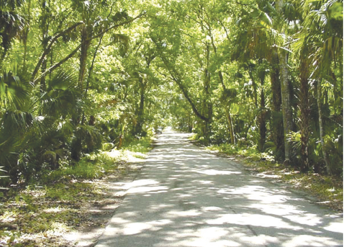 forest hammock drive