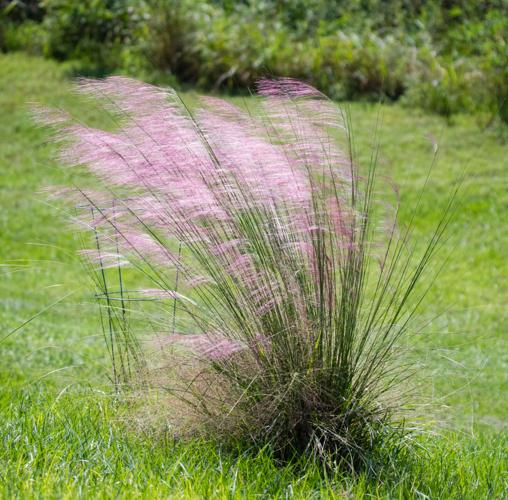 A pretty, but pushy plant | Community | midfloridanewspapers.com