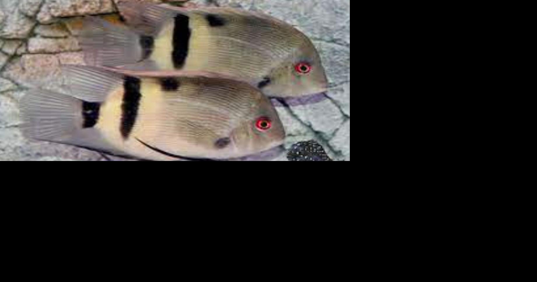 Panda Uaru cichlid get along with most tropical fish | Local ...