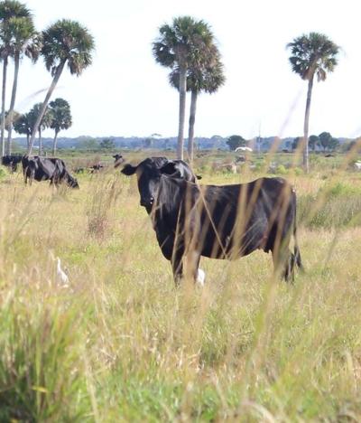 Farm Bureau again 'steering' food to county's hungry | Highlands News ...