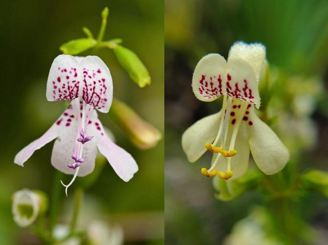 How evolution put the flora in Florida | News | midfloridanewspapers.com