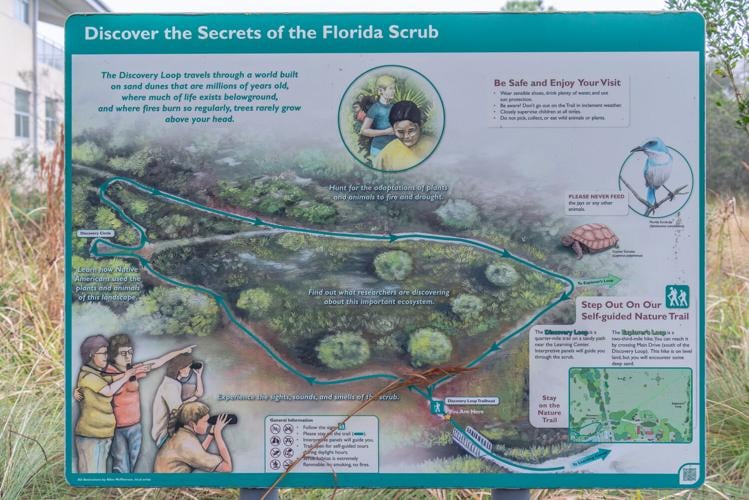Discovering scrub habitat at Archbold's trails | Highlands Sun ...