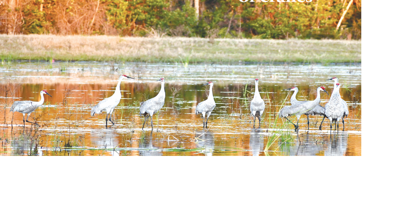 Photo of the Week: A congregation of cranes | Community ...