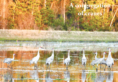 Photo of the Week: A congregation of cranes | Community ...