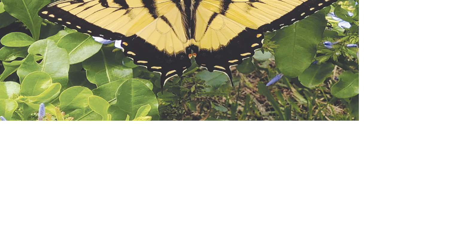 Photo of the Week: Appreciating a big, beautiful butterfly | Community ...