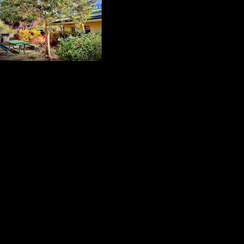 Dahoon holly tree: A festive seasonal beauty | Community ...