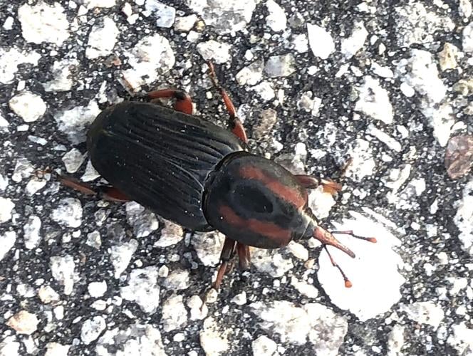 Will you look at that weevil! | Highlands News-Sun ...