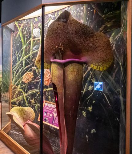 Crawl, buzz or flutter to the Florida Museum’s new insects exhibit ...