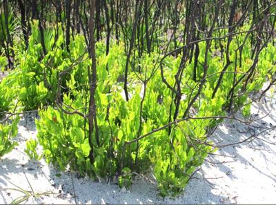 Restoration of Sandhill and Scrub at Archbold | Highlands Sun ...
