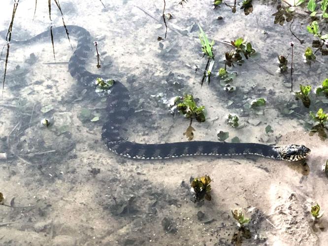 Non-venomous but striking just the same - Southern water snakes ...
