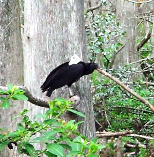 Banded birds carry a story | Highlands Homes | midfloridanewspapers.com