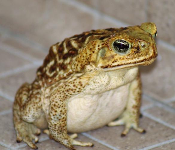Toad you they are huge - Marine or “cane” toads | Highlands Homes ...