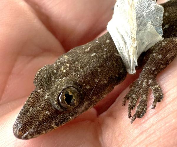 Those groovy geckos | Around Town | midfloridanewspapers.com
