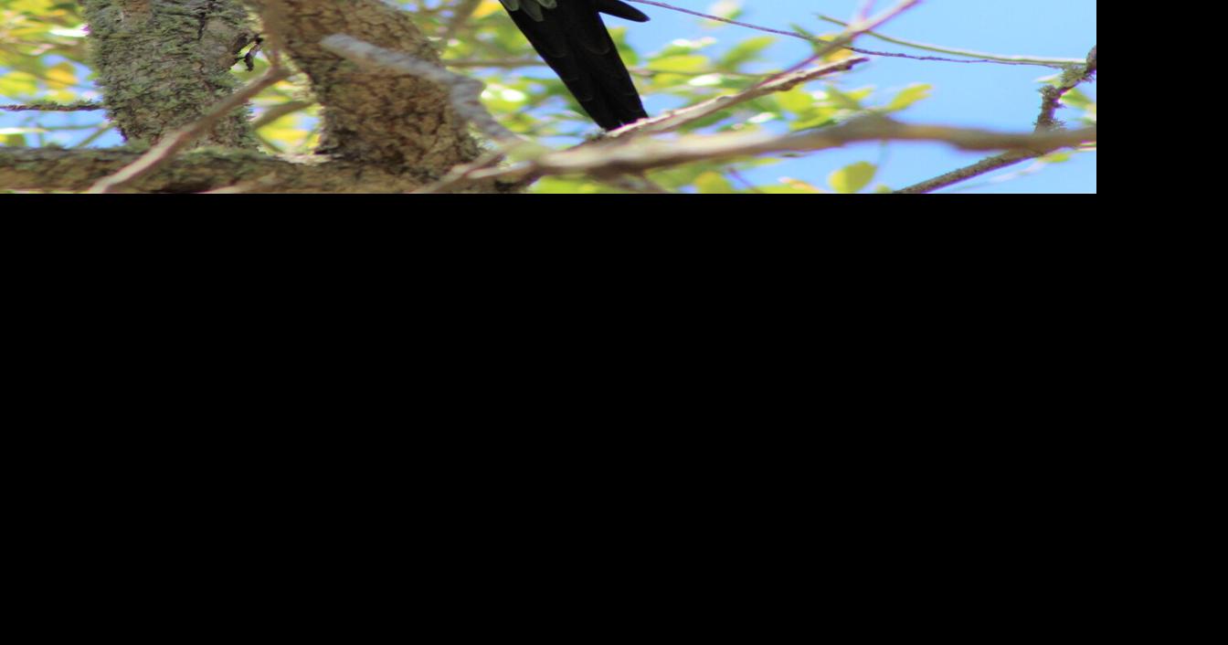 nanday conure florida