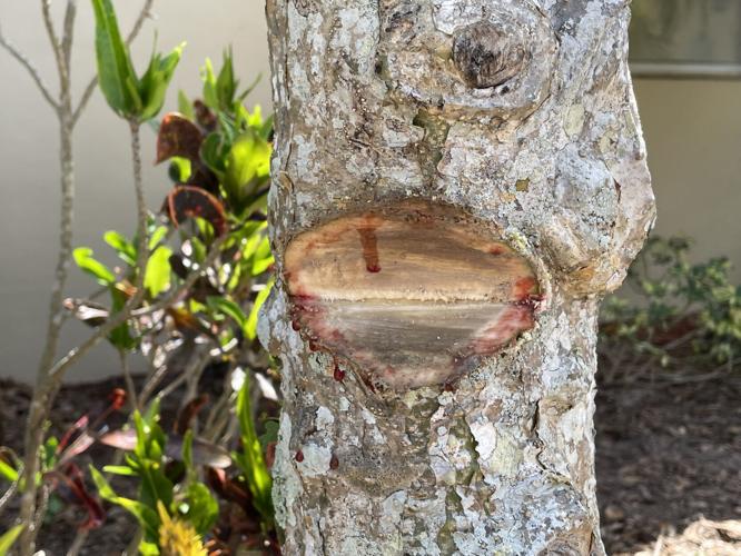 Believers see miracle in bleeding tree | Highlands News-Sun ...