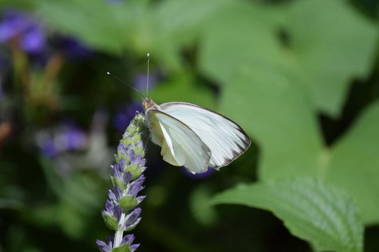 Wildlife gardening in HOA communities | Triangle News Leader ...