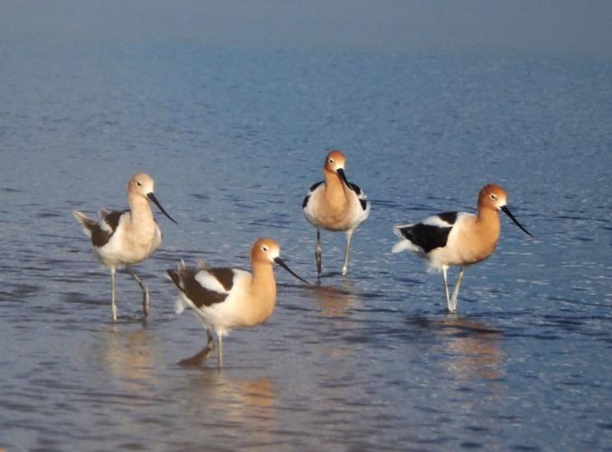 An American avocet sighting | Highlands Homes | midfloridanewspapers.com